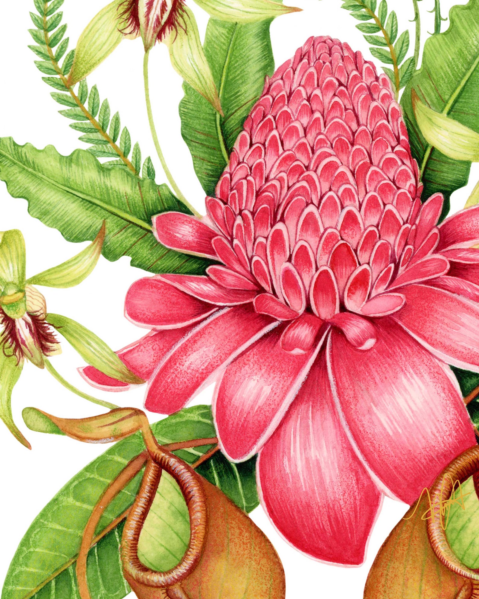 Ginger Flower Art Print - Etsy