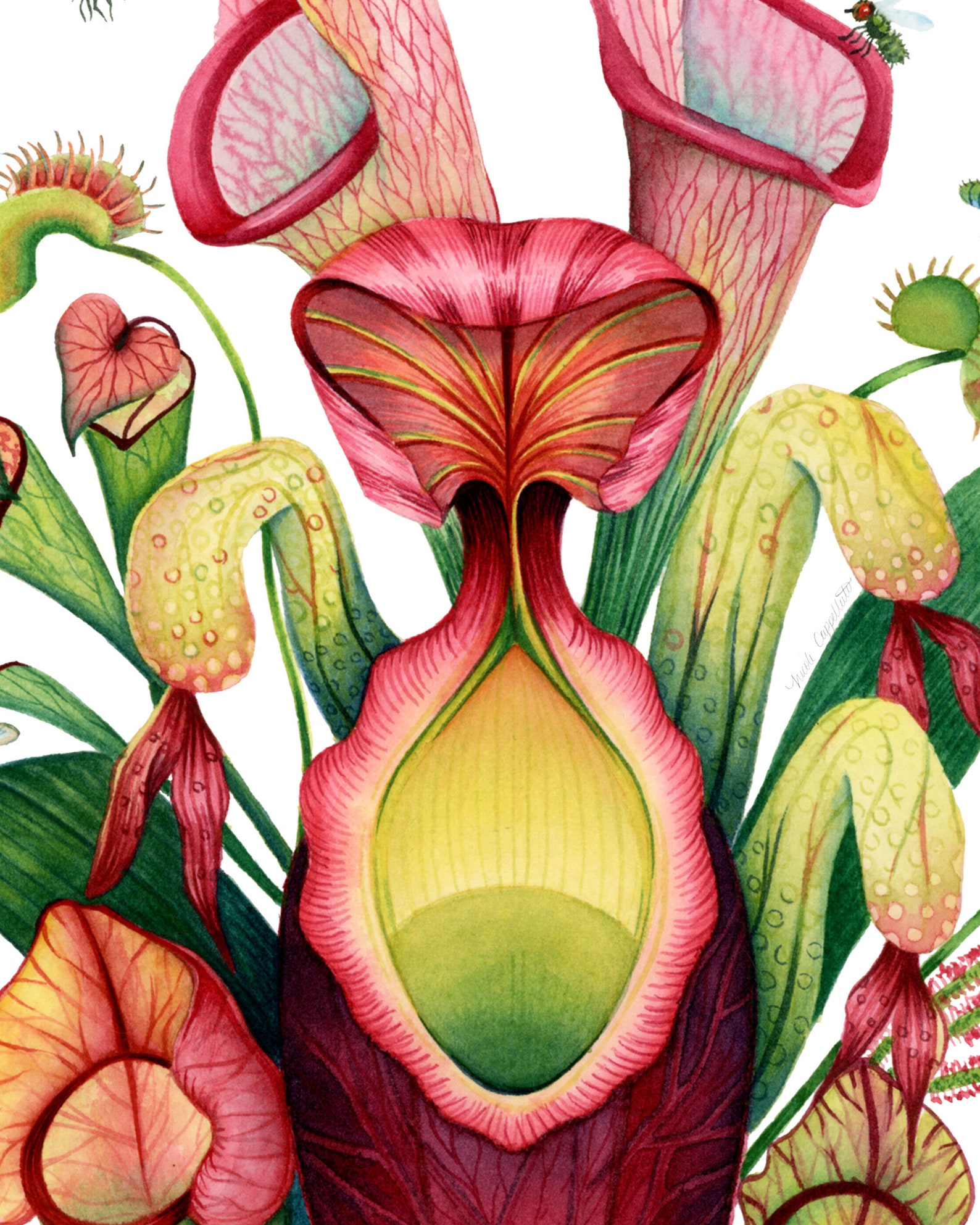 Carnivorous Plant Art Print - Etsy