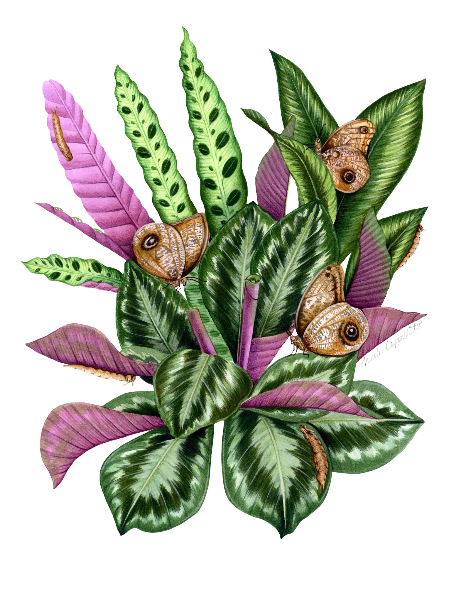 Calathea Art Print - Etsy