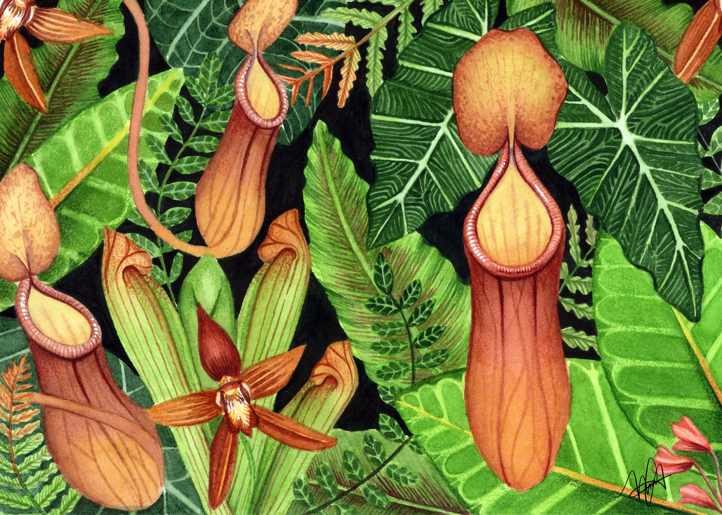 Pitcher Cups 5x7 Art Print - Etsy