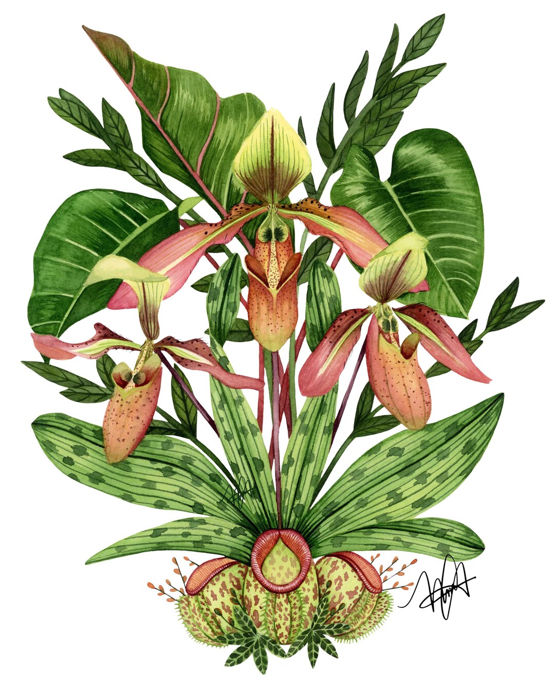 Lady Slippers and Pitchers Art Print - Etsy