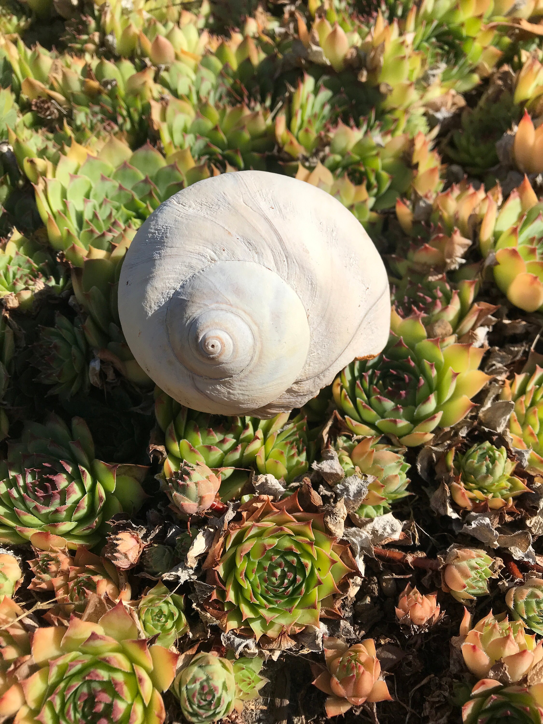 Giant Moon Snail Shell - Etsy