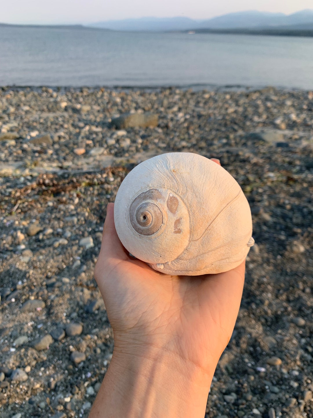 Giant Moon Snail Shell - Etsy