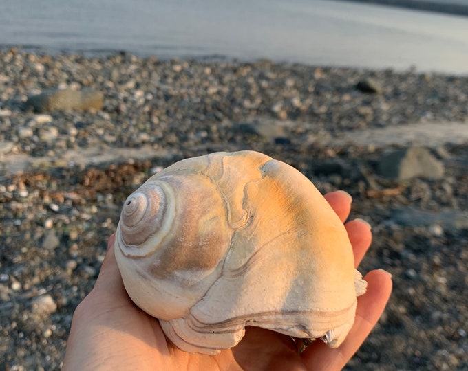 Giant Moon Snail Shell - Etsy