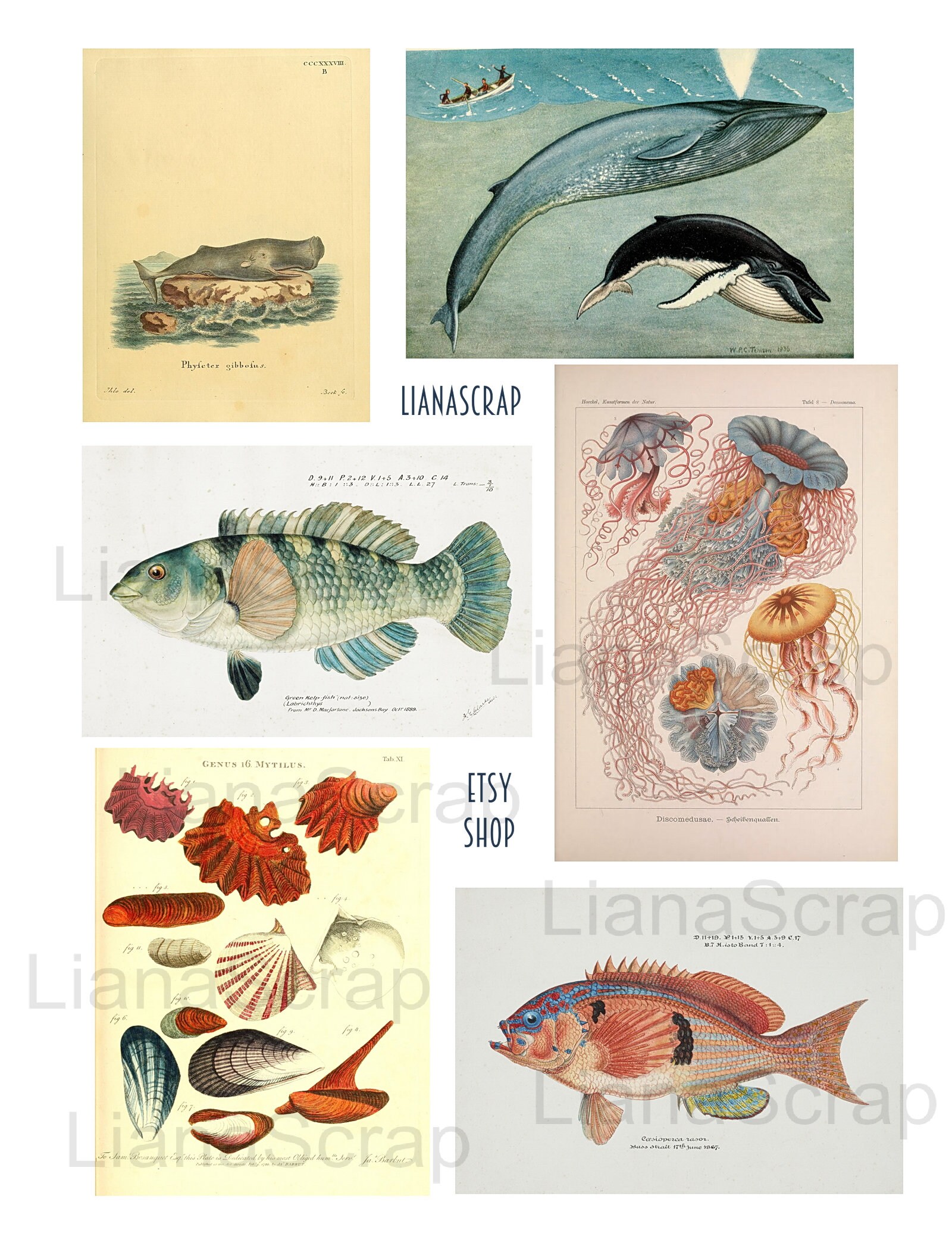 Sea Ephemera Printables Digital Ocean Printables Nautical - Etsy