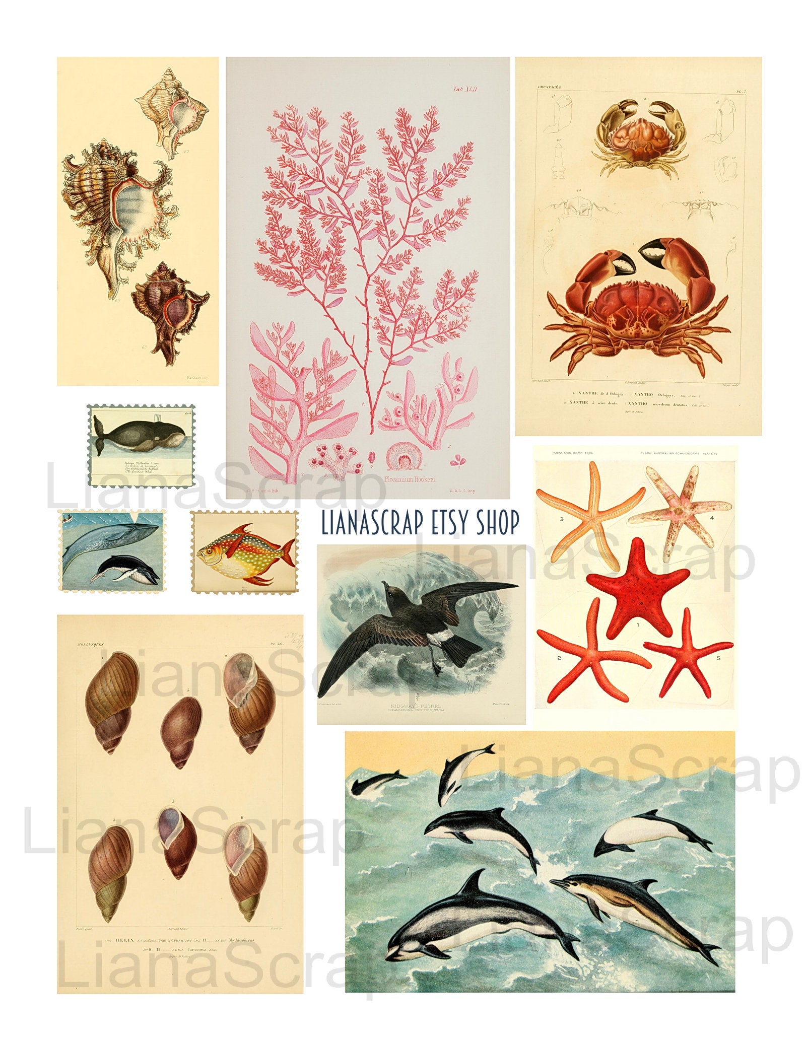 Sea Ephemera Printables Digital Ocean Printables Nautical - Etsy