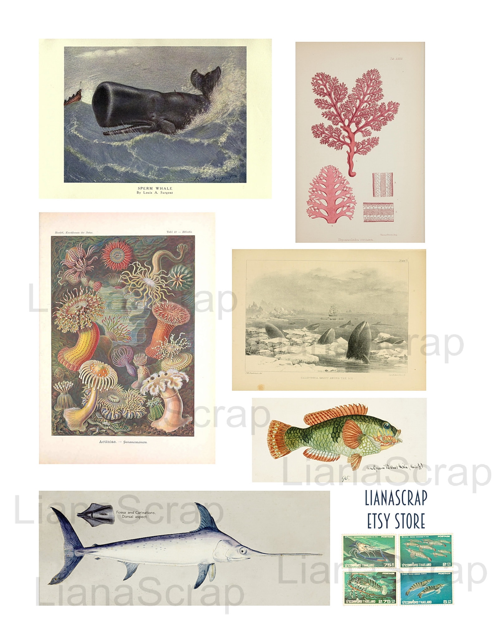 Sea Ephemera Printables Digital Ocean Printables Nautical - Etsy