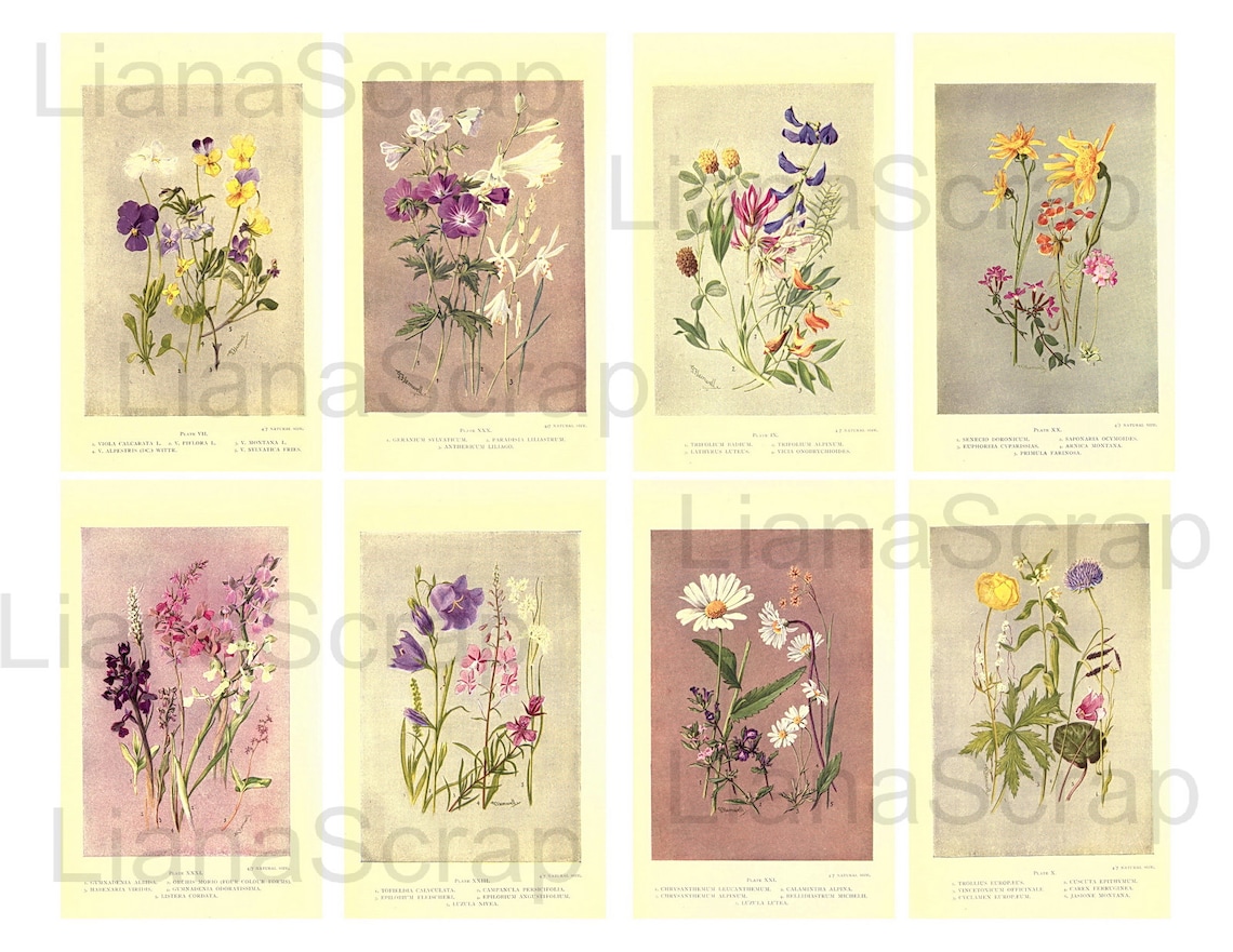 Vintage Botanical Ephemera Printables, Wildflowers Digital Collage ...