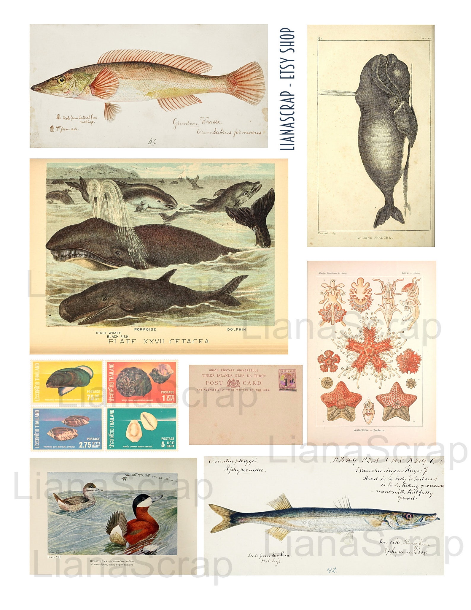 Sea Ephemera Printables Digital Ocean Printables Nautical - Etsy