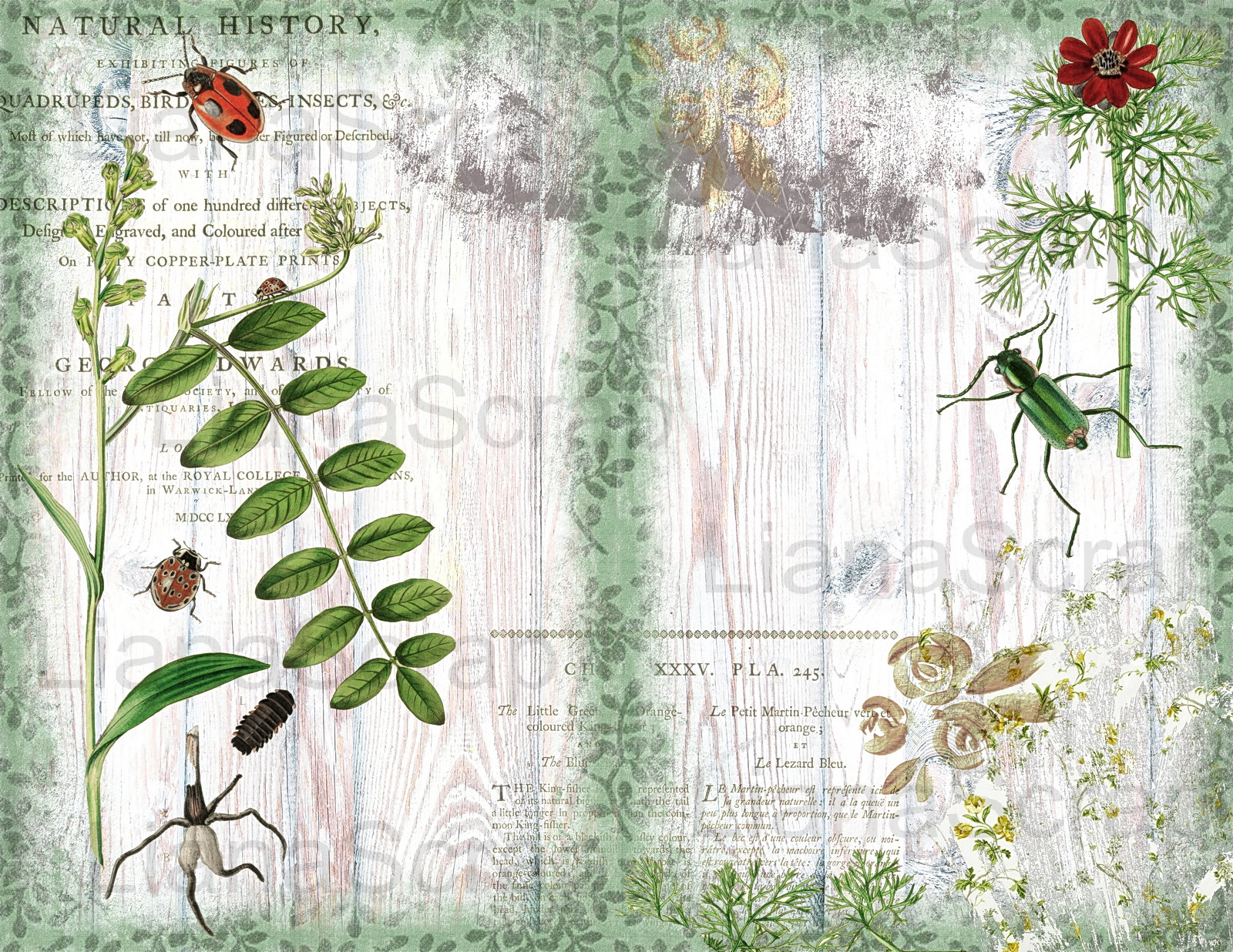 Bug Life Junk Journal Digital Kit, Nature Printable Journal, Insects ...