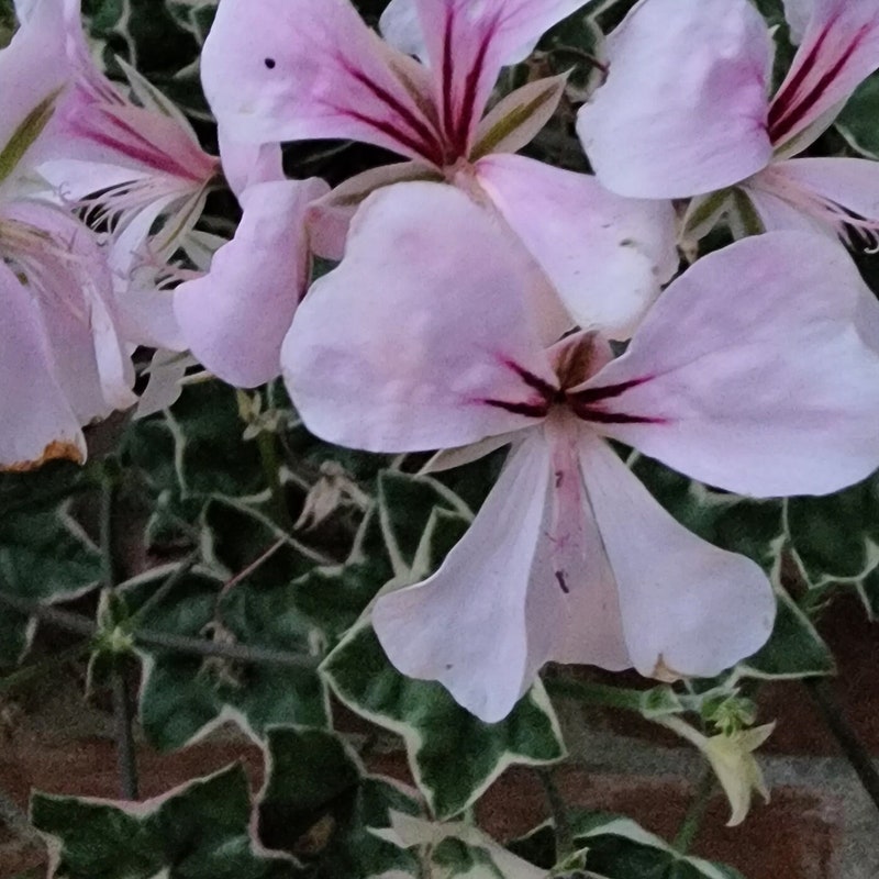 White Geraniums - Etsy