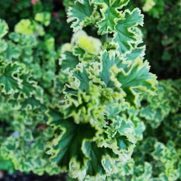 Geranium Seeds - Etsy