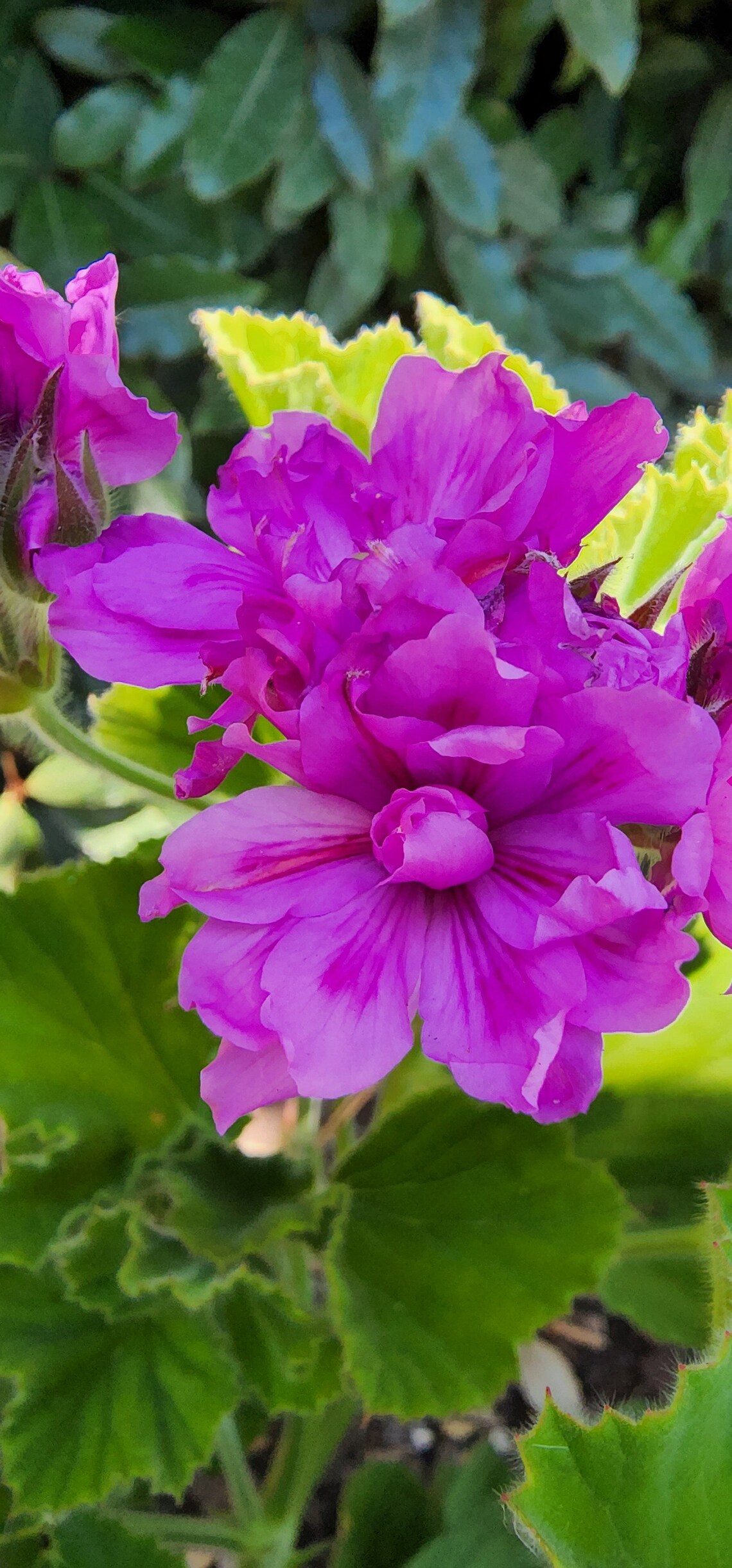 Spanish Lavender Scented Geranium Pelargonium Plant Starter Cutting - Etsy
