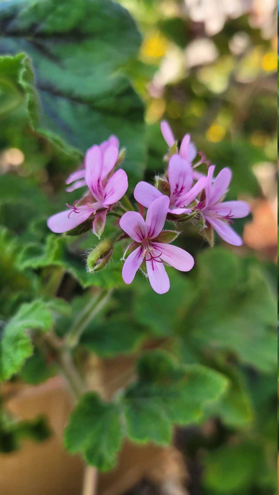 Hard to Find Chocolate Mint Scented Geranium Plant Starter Cutting - Etsy