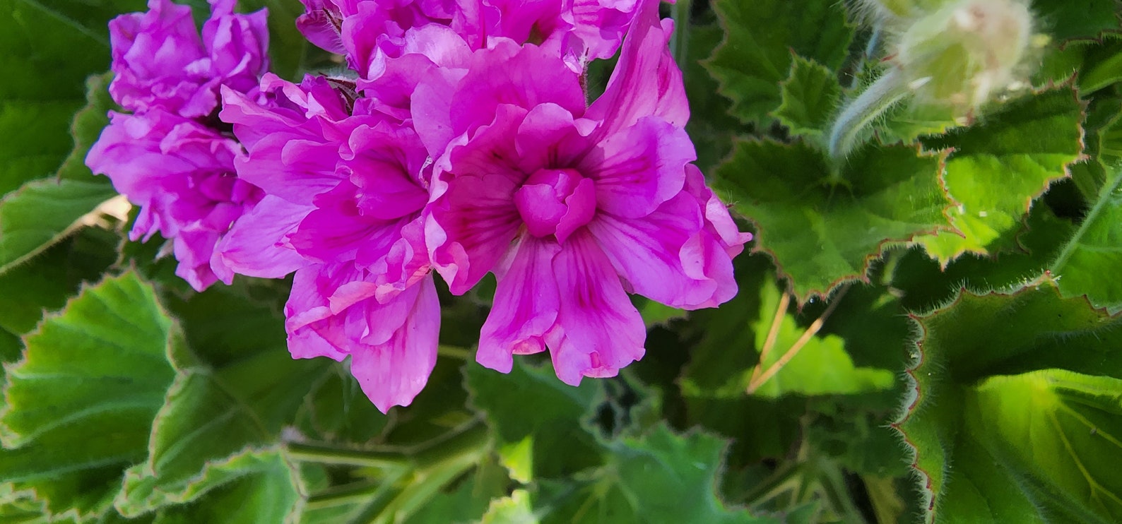 Spanish Lavender Scented Geranium Pelargonium Plant Starter Cutting - Etsy