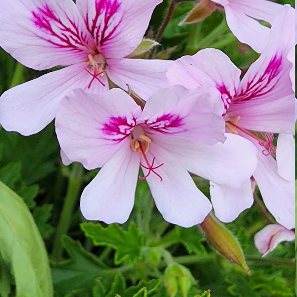 Scented Geraniums - Etsy