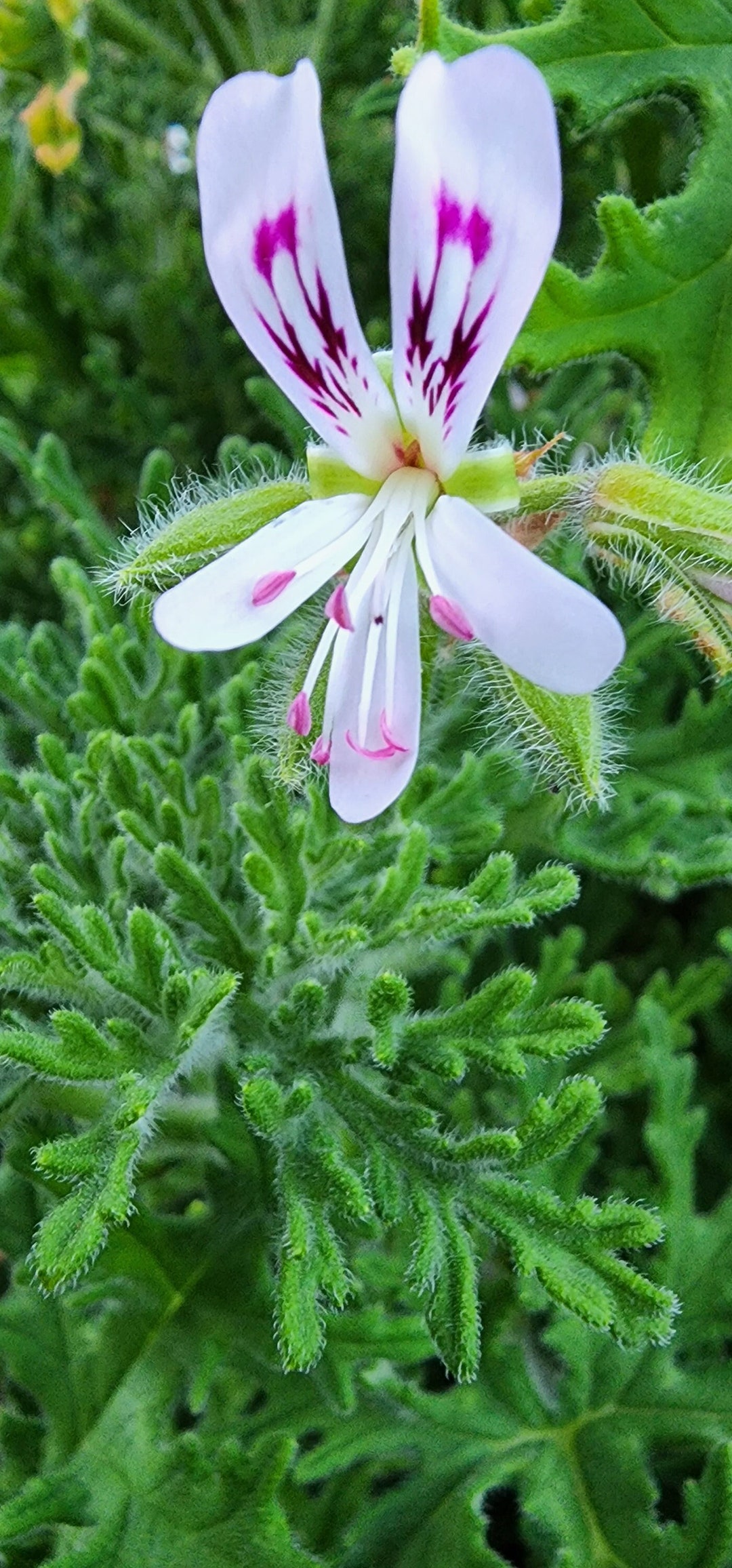 Scented Fuzzy Mint Rose Pelargonium Geranium Plant Starter Cutting - Etsy