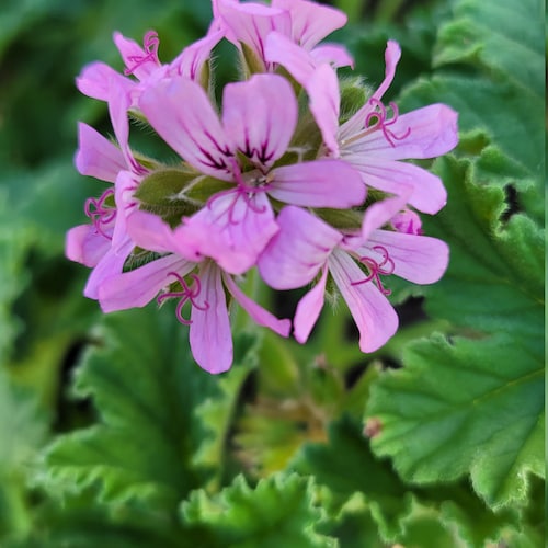 Lovely Pine Scented Fern Leaf Geranium Plant Starter Cutting - Etsy