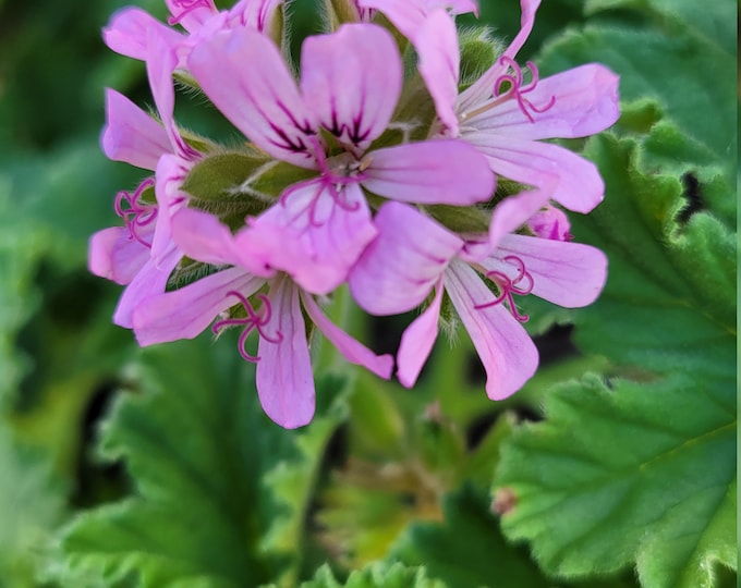 Lovely Attar of Roses Scented Geranium Plant Starter Cutting - Etsy
