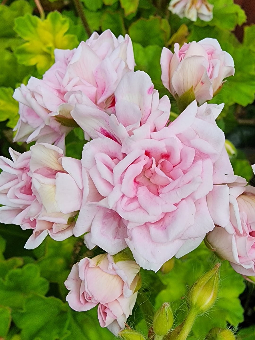 Pink Rosebud Pelargonium Geranium Starter Plant Cutting - Etsy