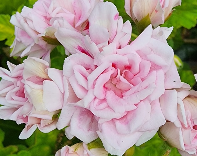 Pink Rosebud Pelargonium Geranium Starter Plant Cutting - Etsy