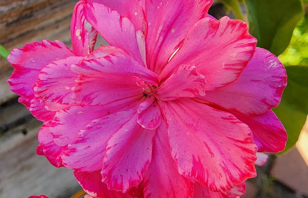 Bubble Gum Pink Carnation Double Flower Pelargonium Geranium Ivy ...