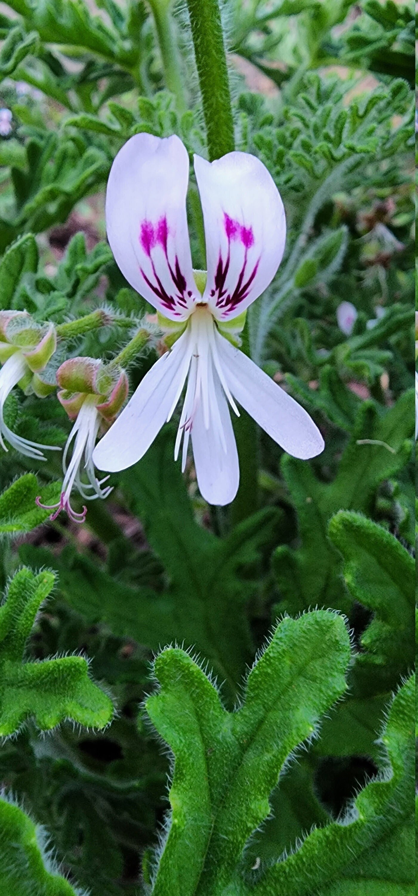 Scented Fuzzy Mint Rose Pelargonium Geranium Plant Starter Cutting - Etsy