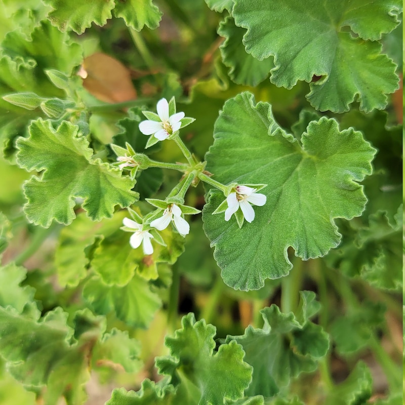 White Geraniums - Etsy