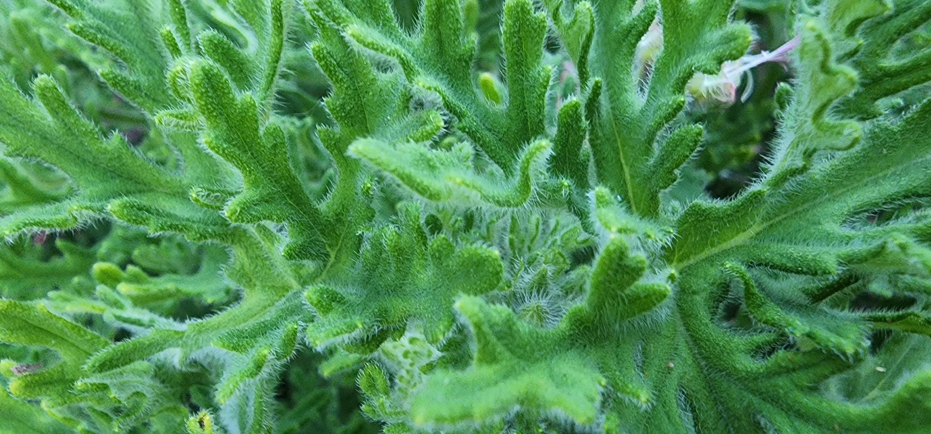 Scented Fuzzy Mint Rose Pelargonium Geranium Plant Starter - Etsy