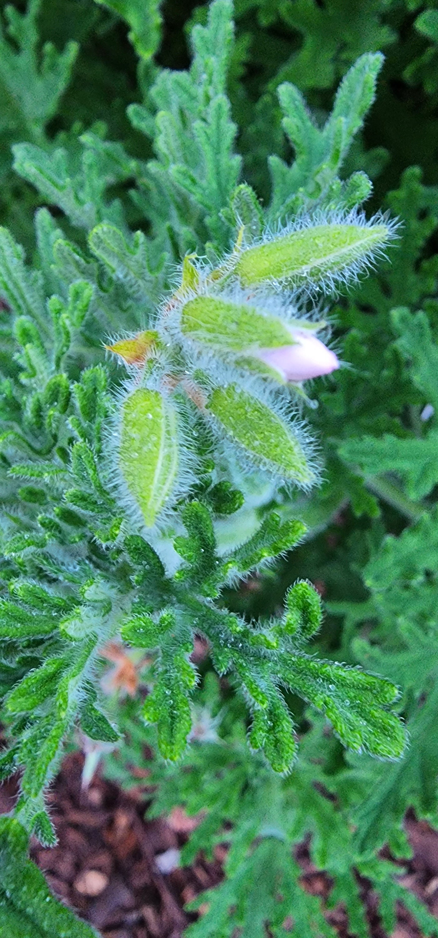 Scented Fuzzy Mint Rose Pelargonium Geranium Plant Starter - Etsy