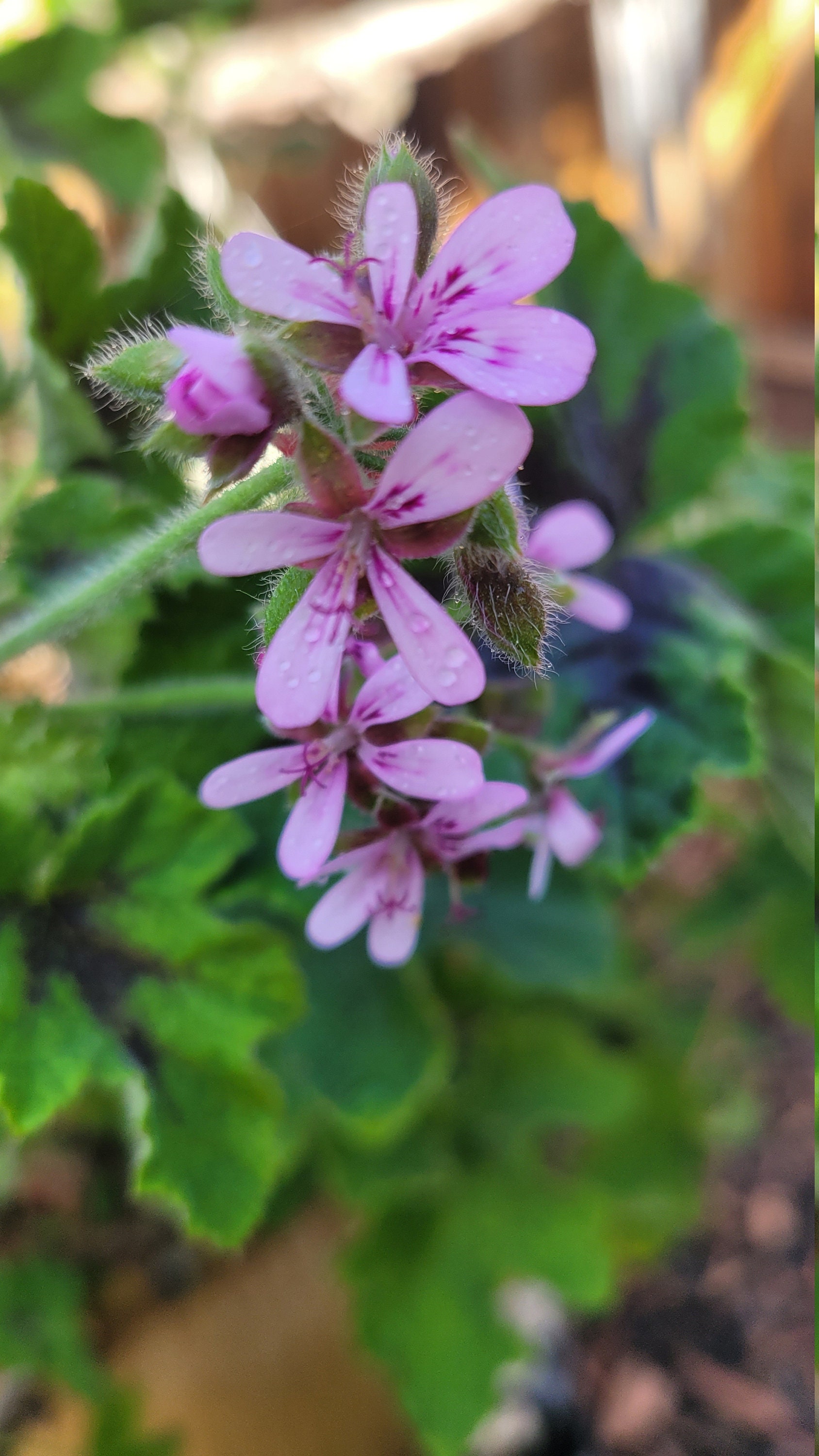 Hard to Find Chocolate Mint Scented Geranium Plant Starter - Etsy