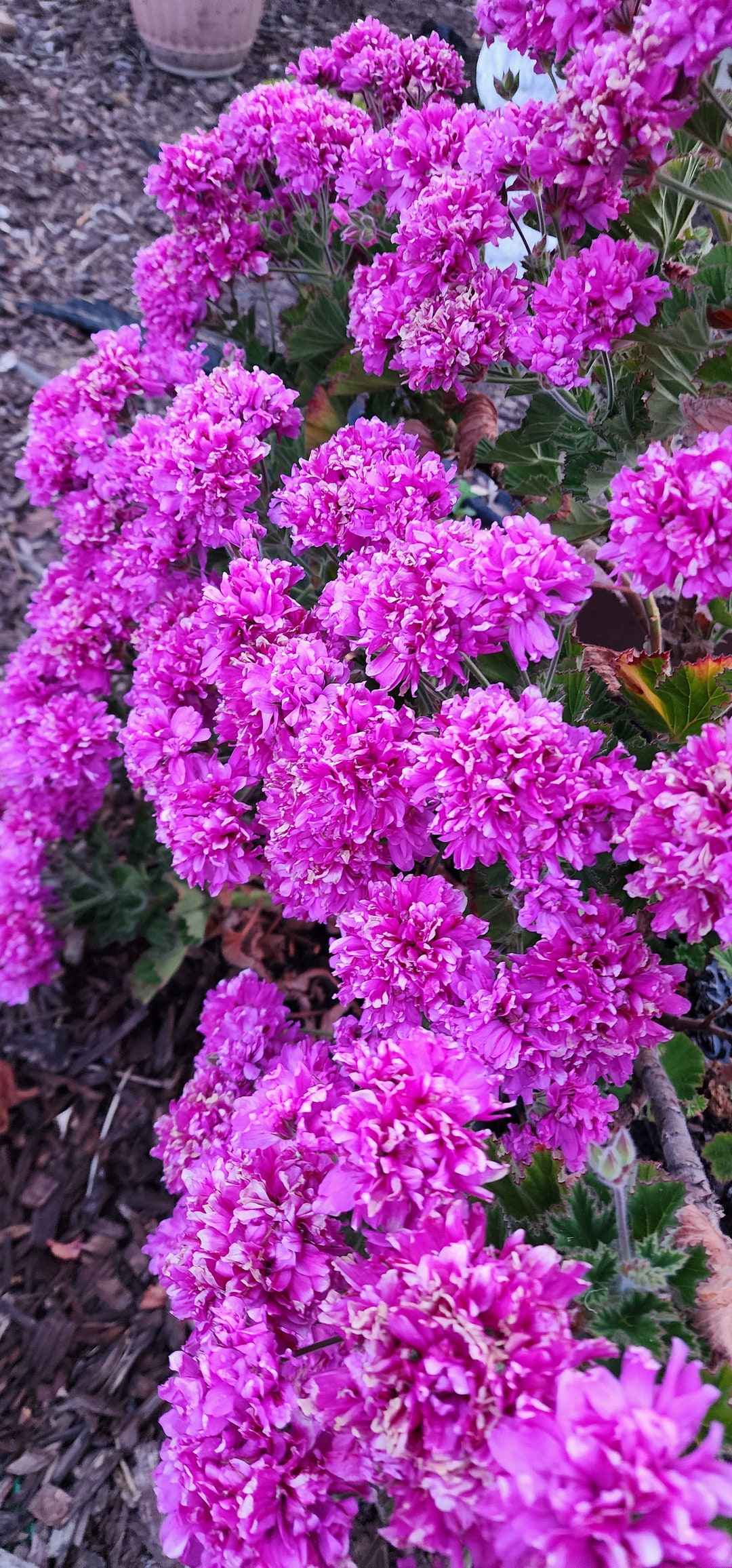 Spanish Lavender Scented Geranium Pelargonium Plant Starter Cutting - Etsy
