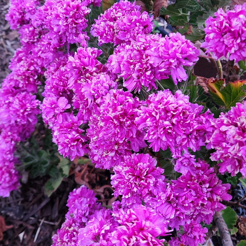 Lavender Geranium Plant - Etsy