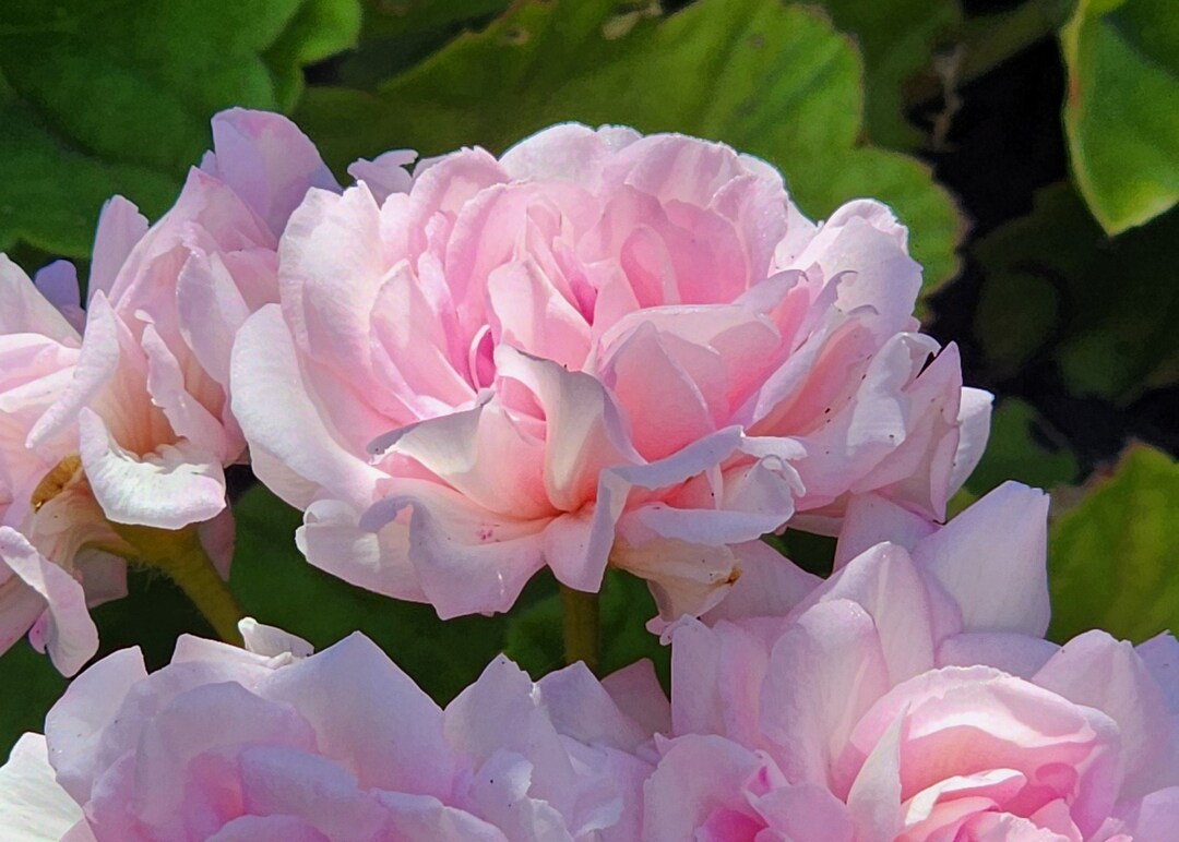 Alliance Light Pink Rosebud Flower Geranium Pelargonium Starter Plant ...