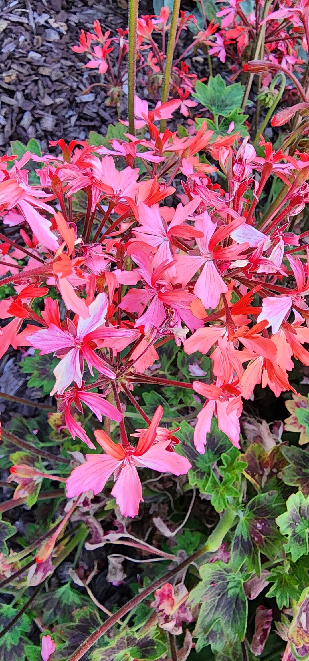 Stellar Stella Apricot Orange Flower Pelargonium Geranium Plant Starter ...