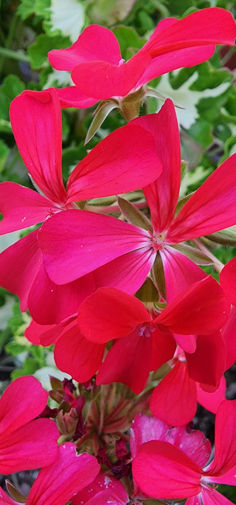 Happy Thought Variegated Fancy Leaf Geranium Pelargonium Plant - Etsy