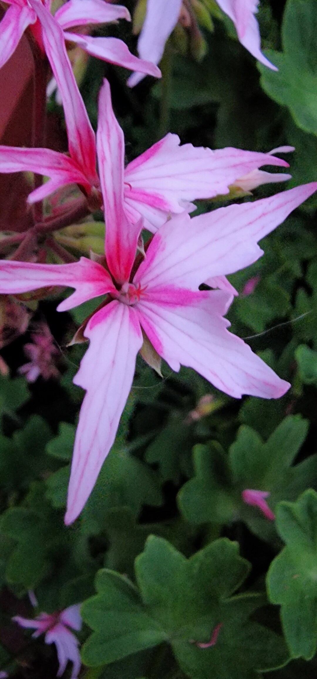 Stellar Fairy Phlox Pelargonium Geranium Starter Plant Cutting - Etsy