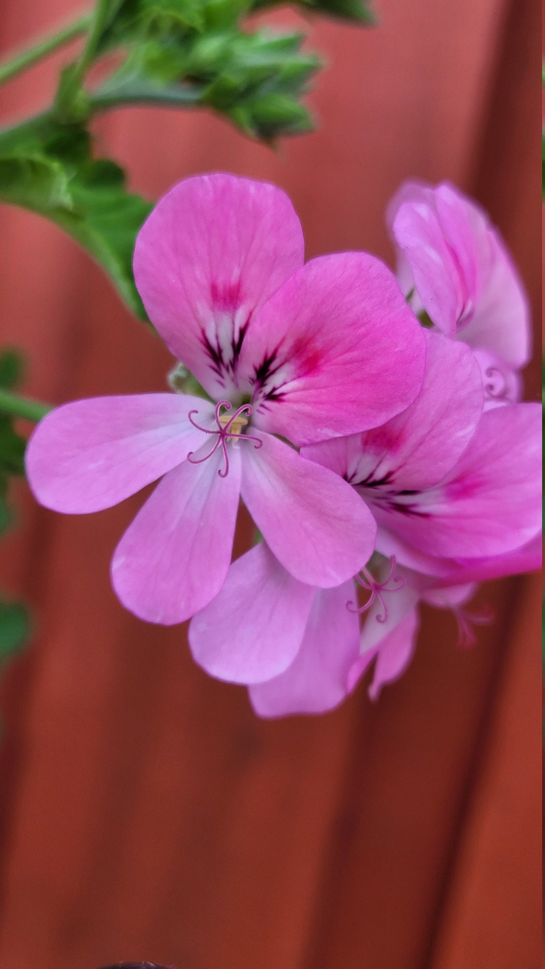 Apricot Fool Scented Pelargonium Geranium Bubble Gum Pink Flower Plant Cutting - Etsy