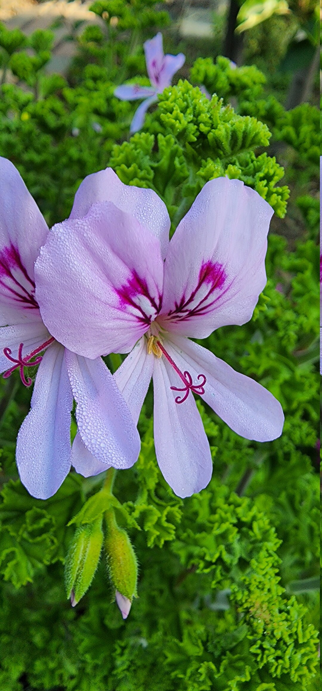 Sweet Lemon Crispum Scented Geranium Plant Starter Cutting - Etsy