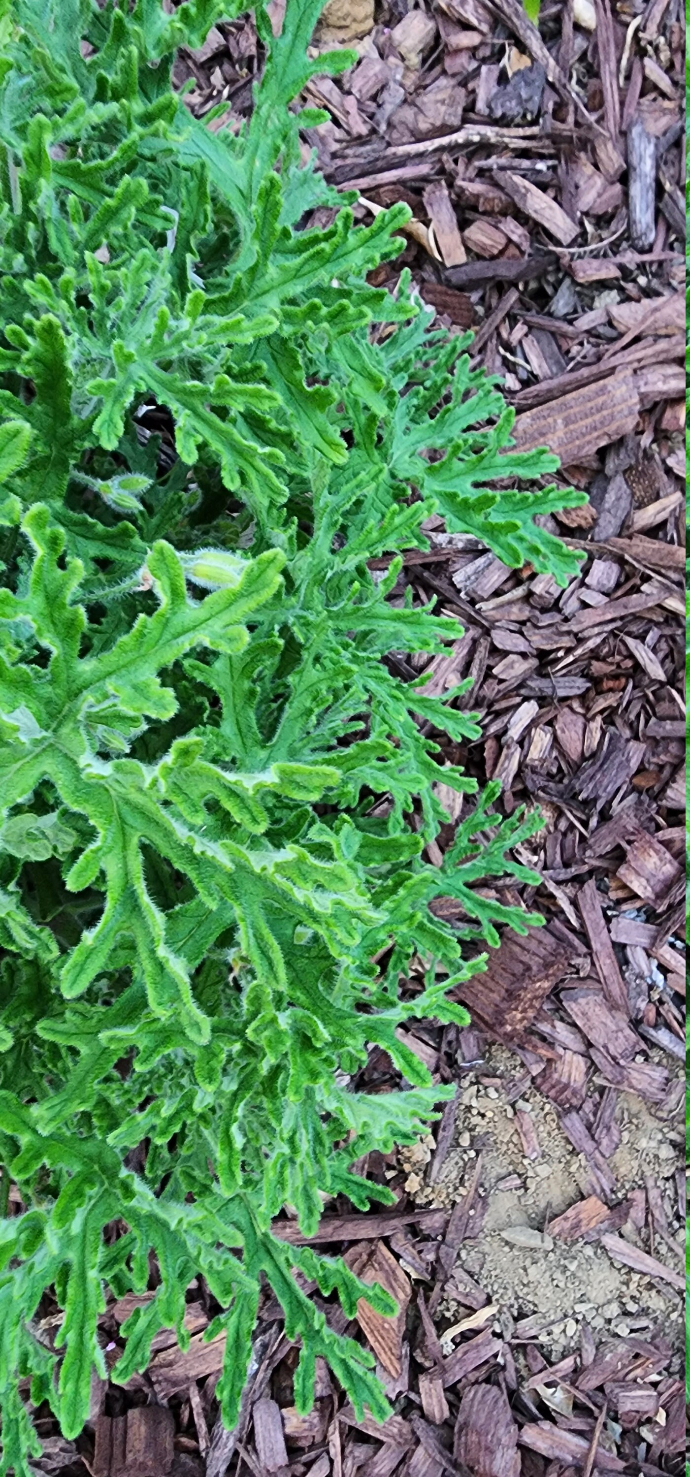 Scented Fuzzy Mint Rose Pelargonium Geranium Plant Starter - Etsy