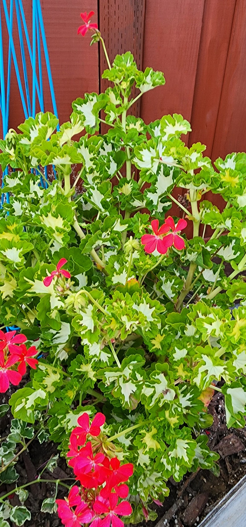 Happy Thought Variegated Fancy Leaf Geranium Pelargonium Plant - Etsy