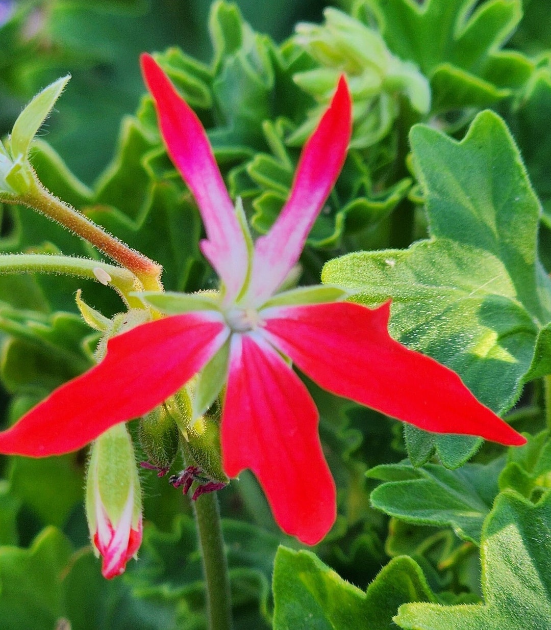 Exotic Fireworks Stellar Pelargonium Geranium Starter Plant Cutting - Etsy