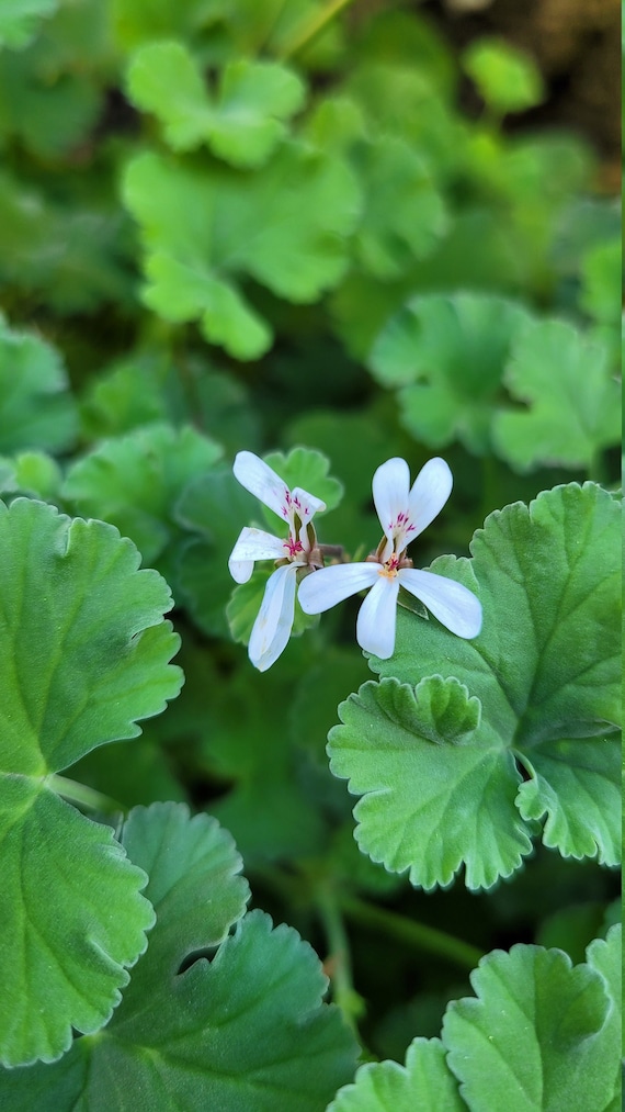 Hard to Find Tutti Frutti Nutmeg Scented Geranium Starter - Etsy