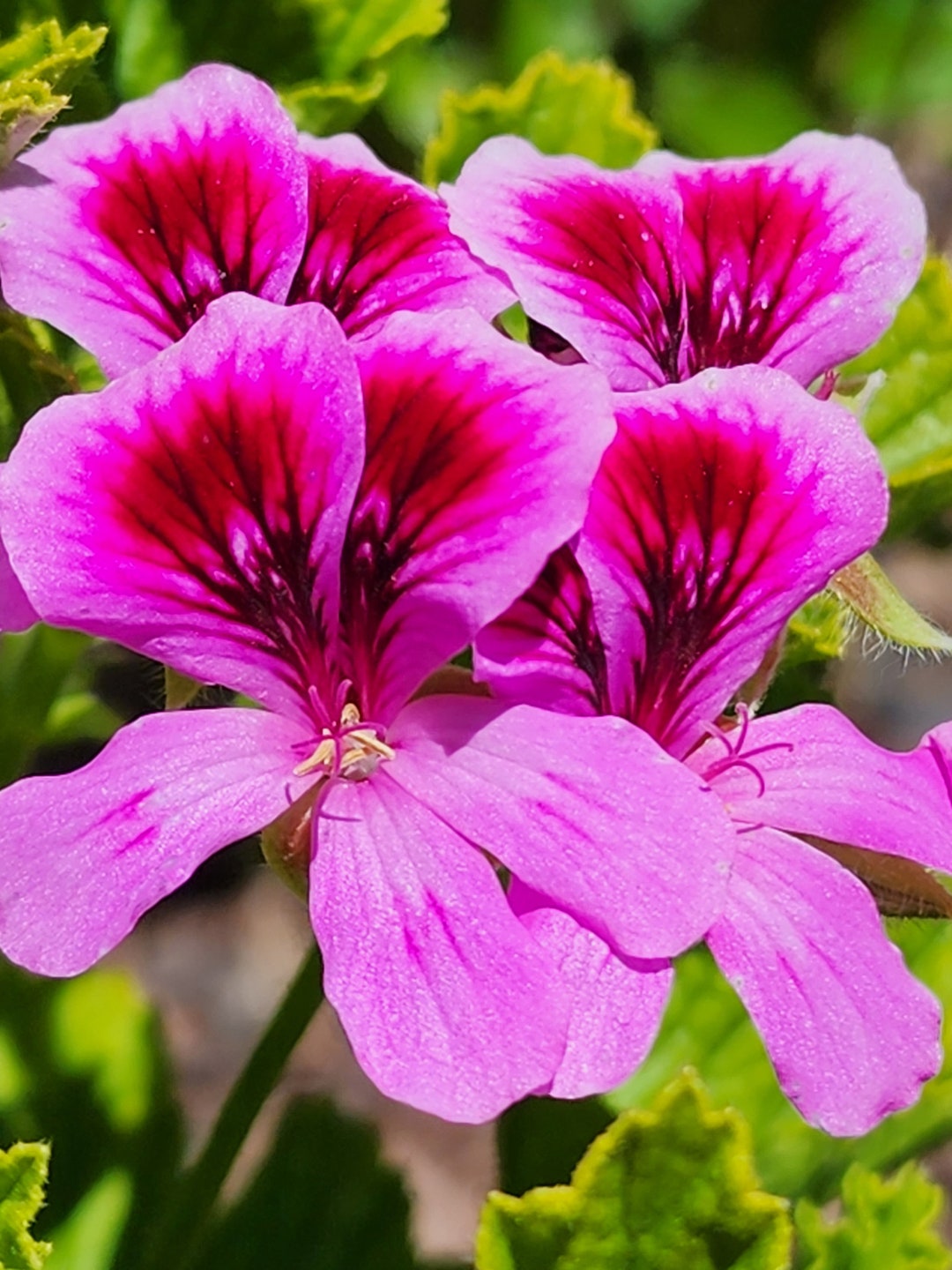 Orange Fizz Citrus Scented Geranium Pelargonium Plant Starter Cutting ...