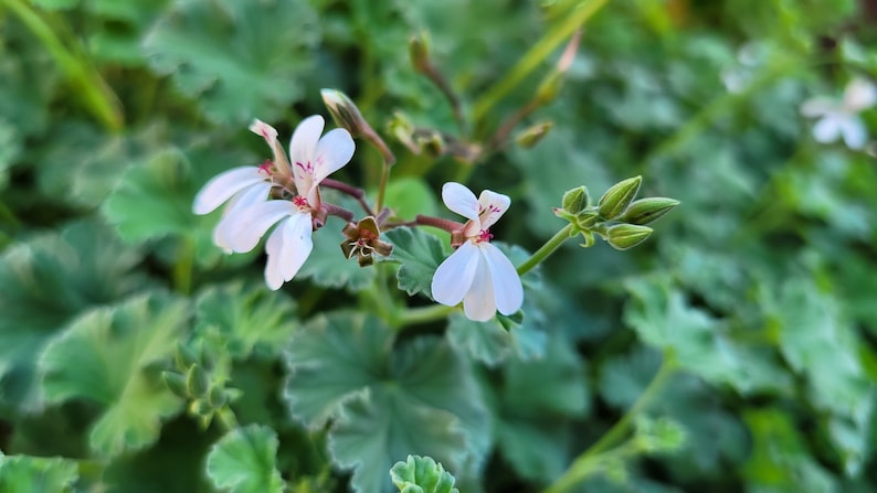 Hard to Find Tutti Frutti Nutmeg Scented Geranium Starter - Etsy