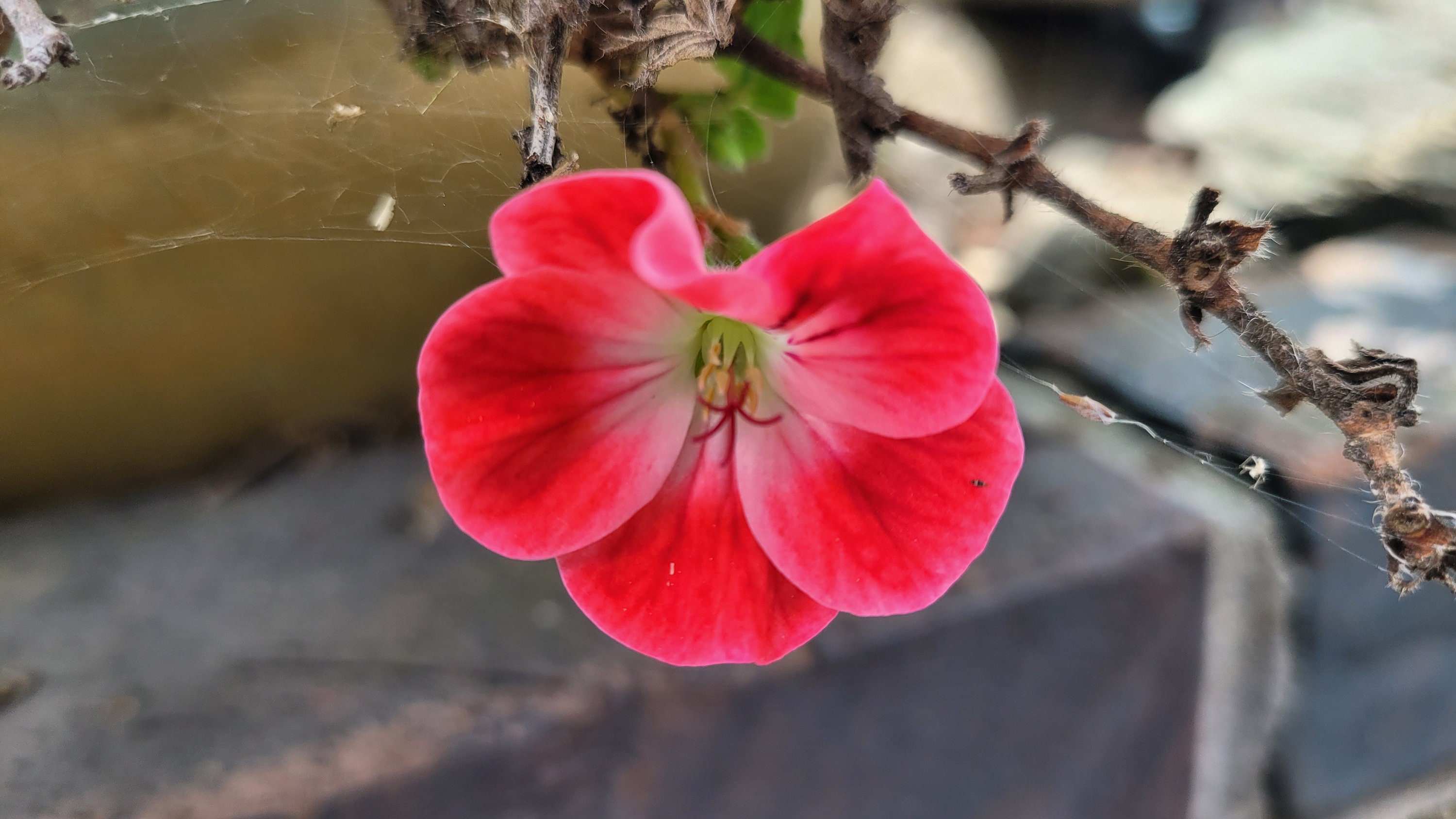 Apricot Paton's Unique Scented Pelargonium Geranium - Etsy