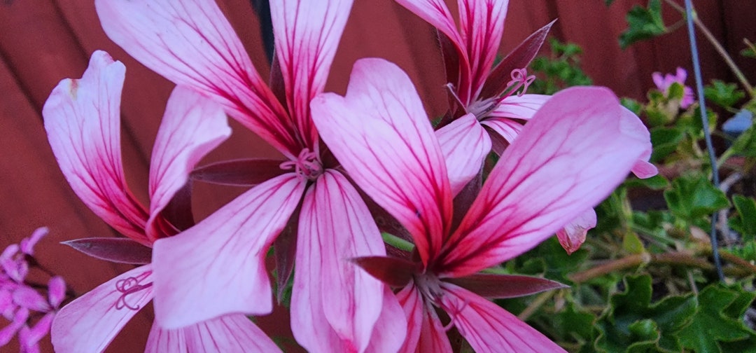 Ivy Balcon Princess Pelargonium Geranium Trailing Ivy Plant - Etsy