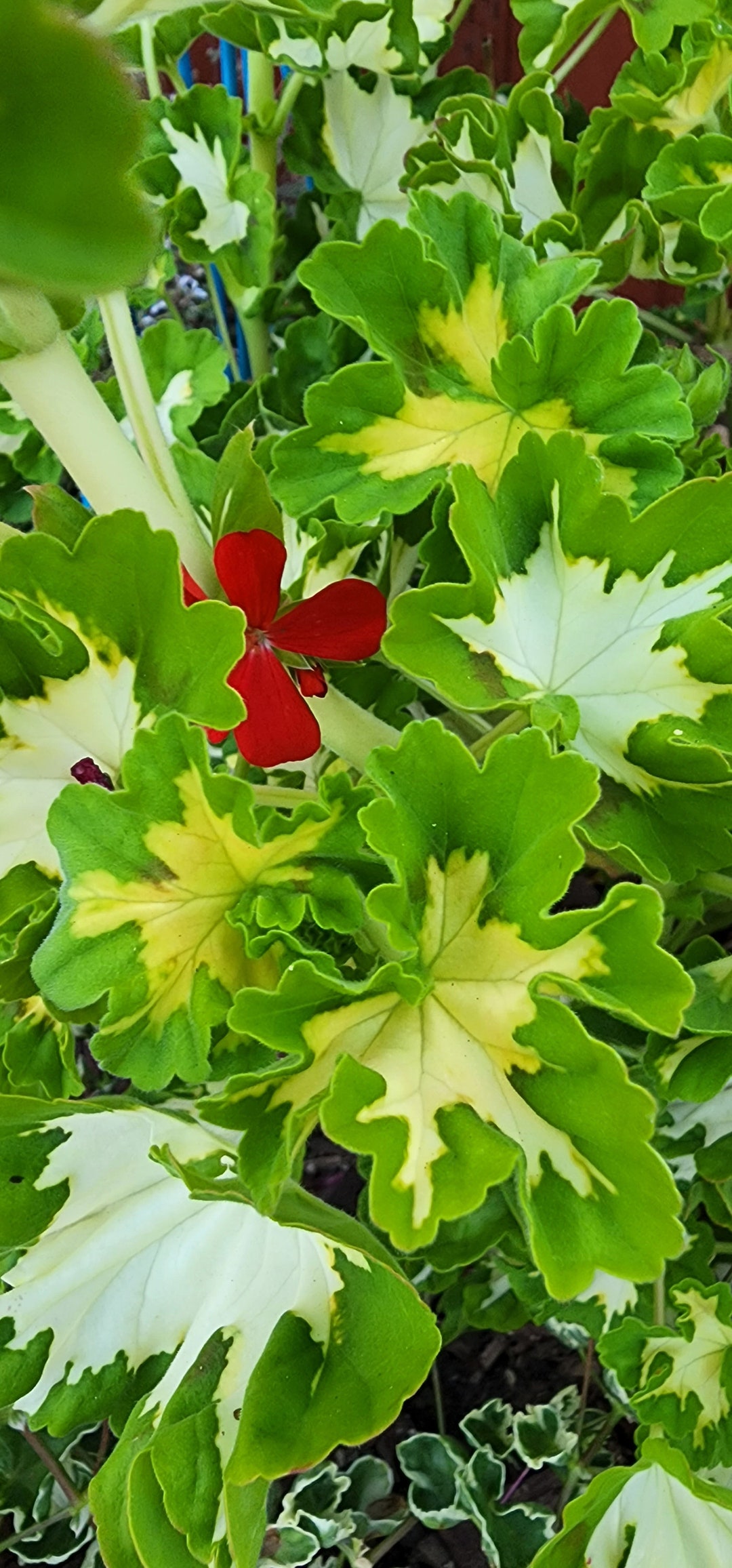 Happy Thought Variegated Fancy Leaf Geranium Pelargonium Plant Starter ...