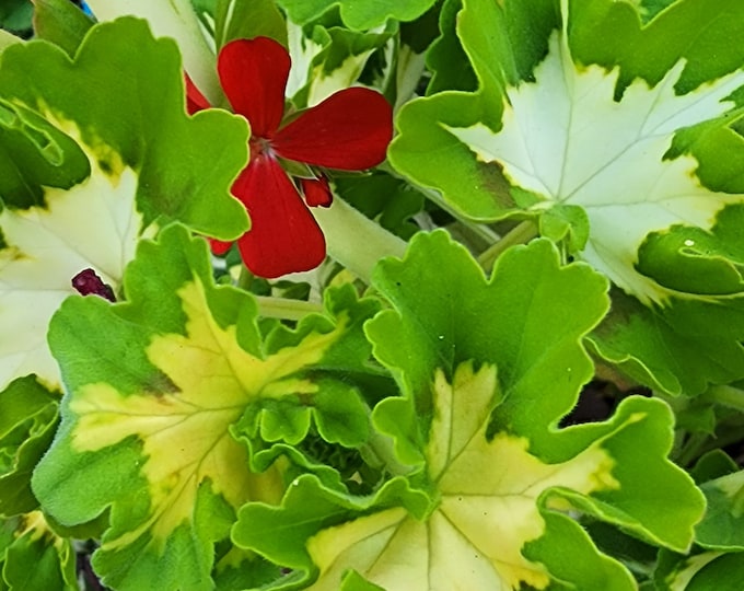 Happy Thought Variegated Fancy Leaf Geranium Pelargonium Plant Starter ...