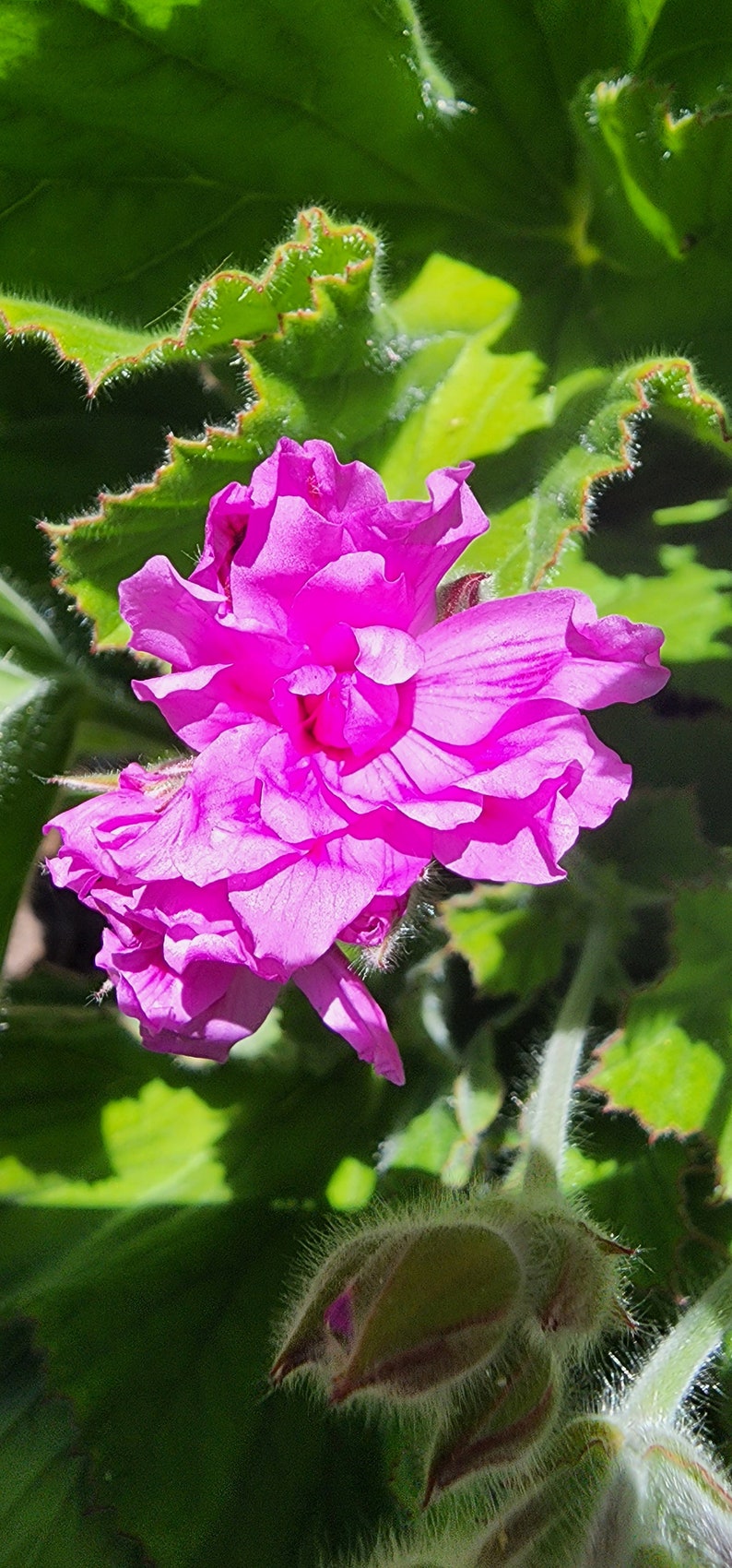 Spanish Lavender Scented Geranium Pelargonium Plant Starter Cutting - Etsy